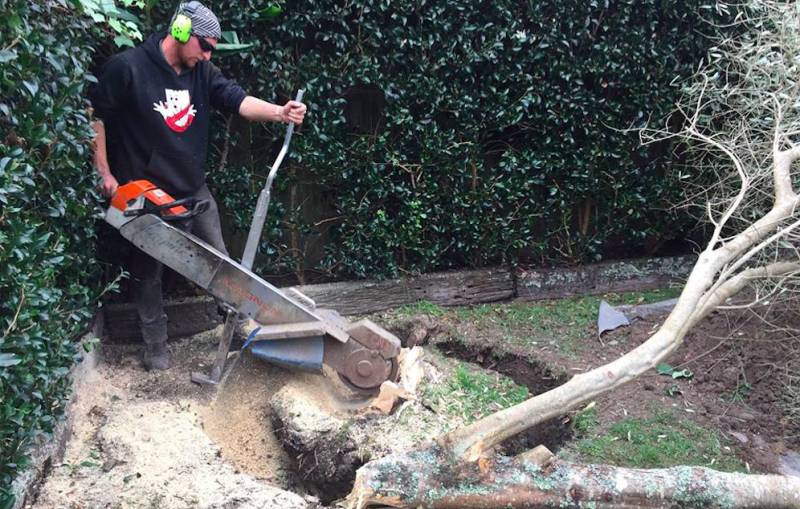 Stump Busters | Tree Grinding Cost and Fallen Tree removal